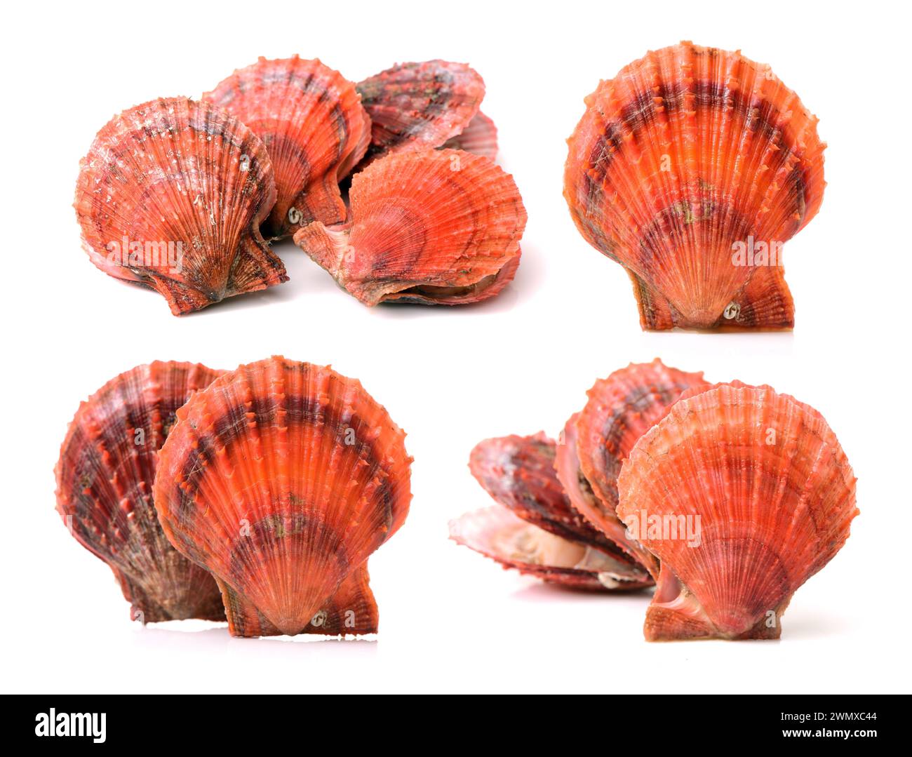 Live scallops hi-res stock photography and images - Alamy