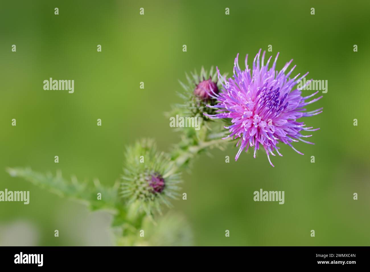 Common thistle (Cirsium vulgare, Cirsium lanceolatum), flowering, North ...