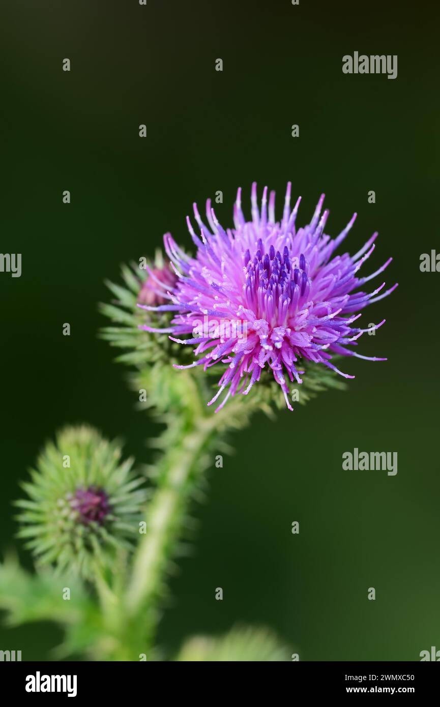 Common thistle (Cirsium vulgare, Cirsium lanceolatum), flowering, North ...