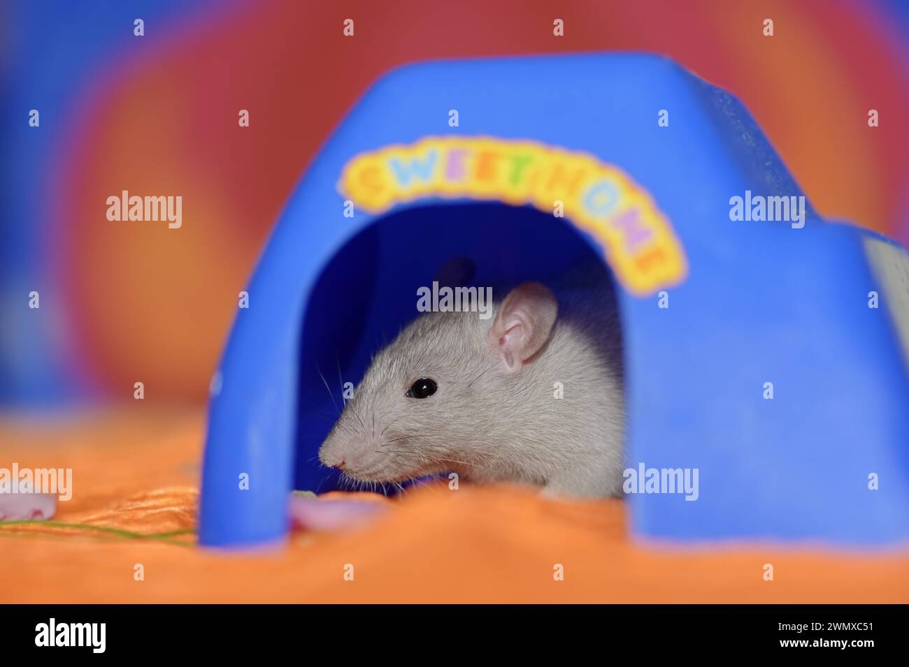 Young rat hi-res stock photography and images - Alamy