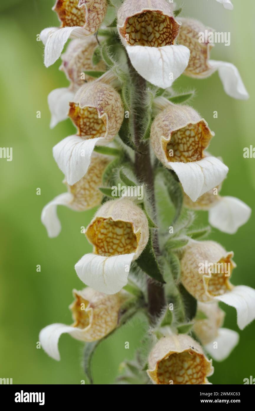 Woolly foxglove (Digitalis lanata), flowers, medicinal plant, North ...