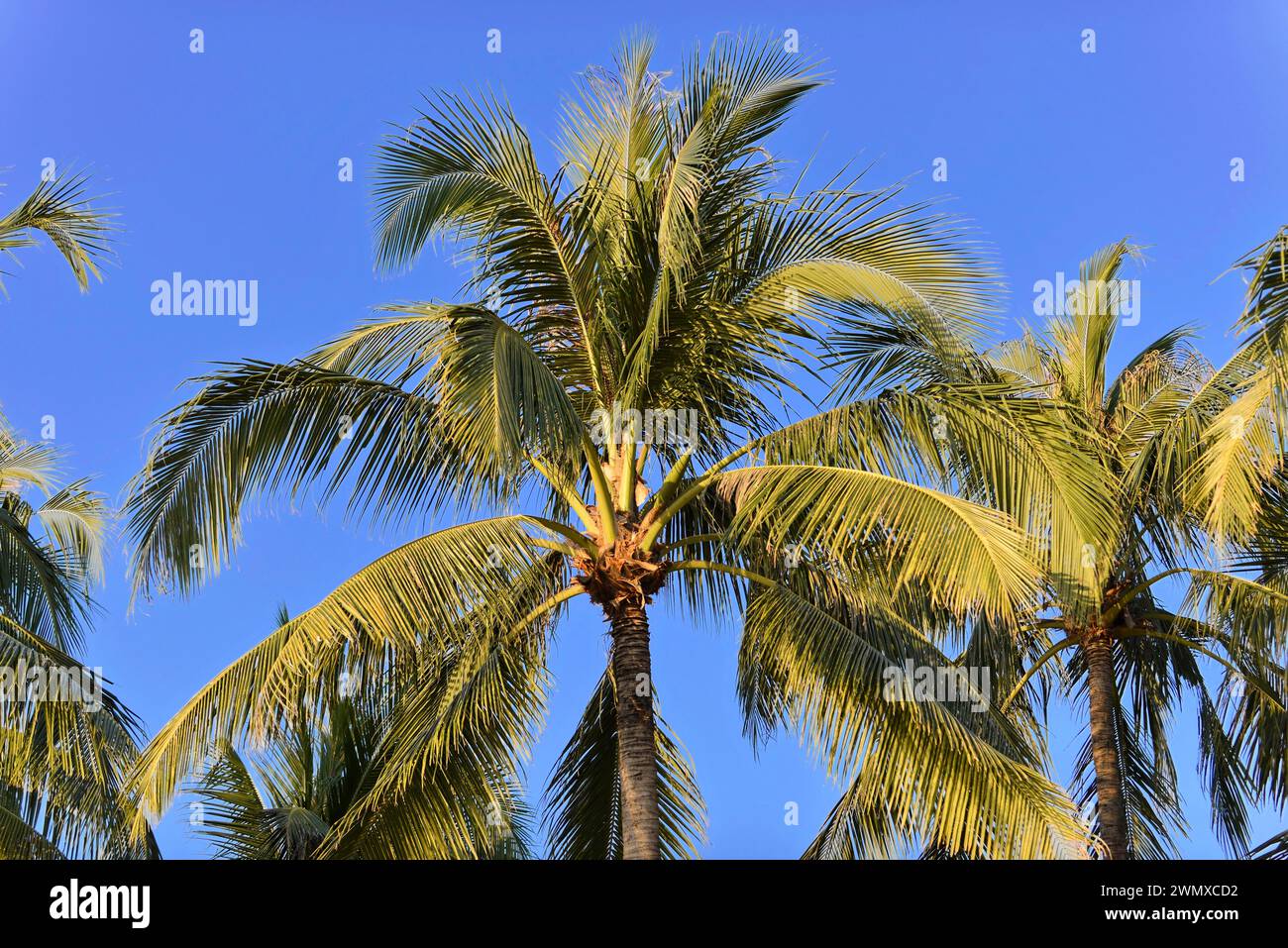 Palm trees and beach at ngapali myanmar hi-res stock photography and ...