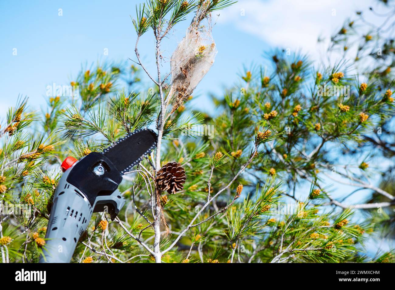 closeup of a telescopic battery powered sawchain cutting the branch of ...