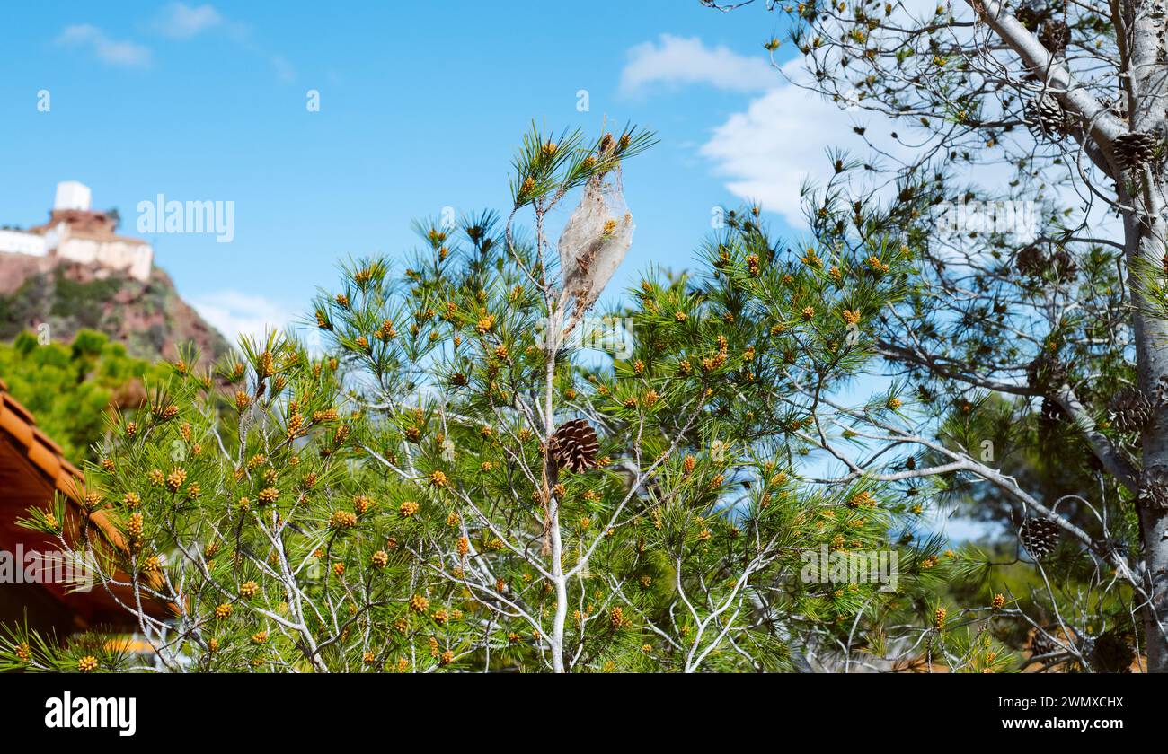 the top section of a pine tree with detail of a pine processionary tent ...