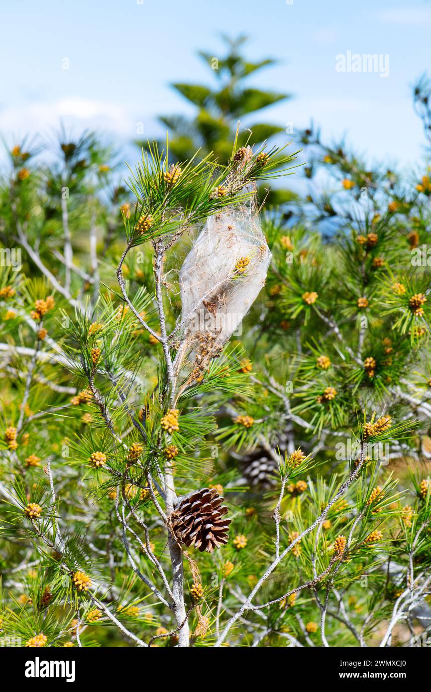 detail of a pine processionary tent on the branch of a pine tree Stock ...