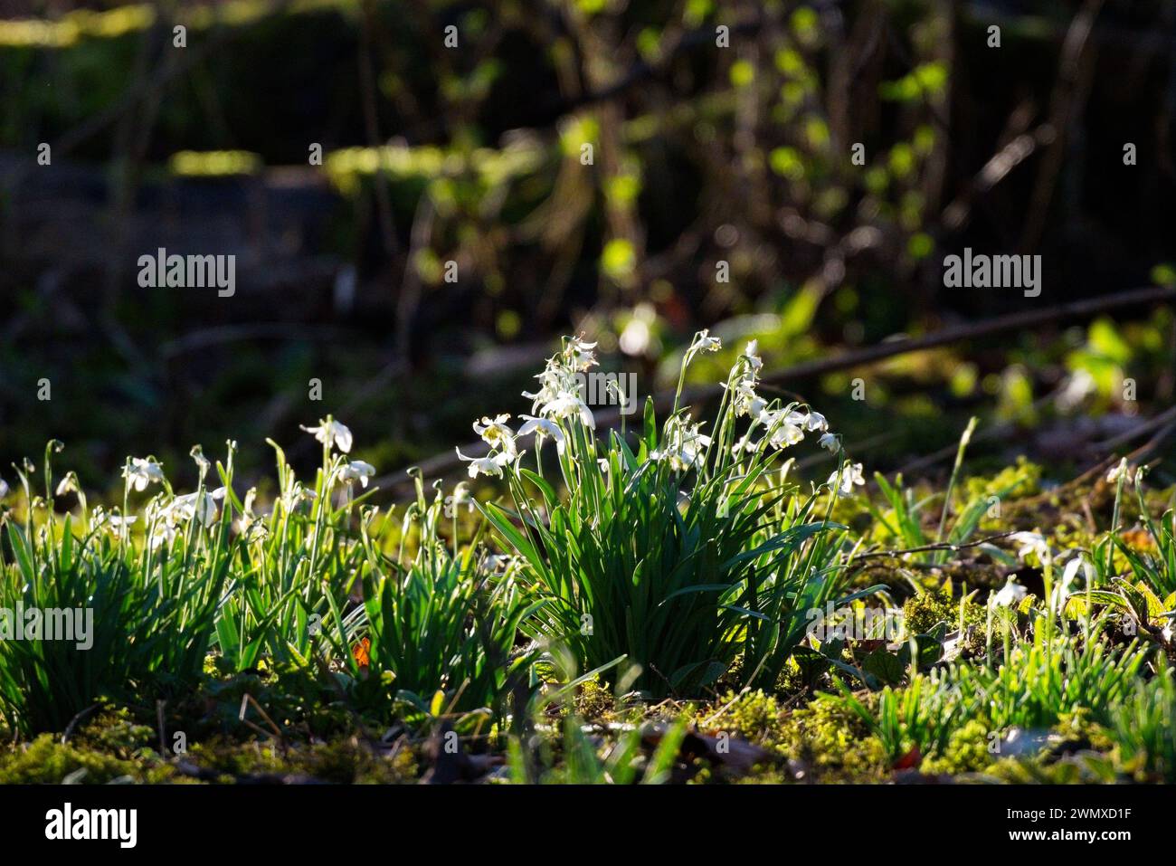 Sping at Cambo winter gardens and specialist snowdrop collection with ...
