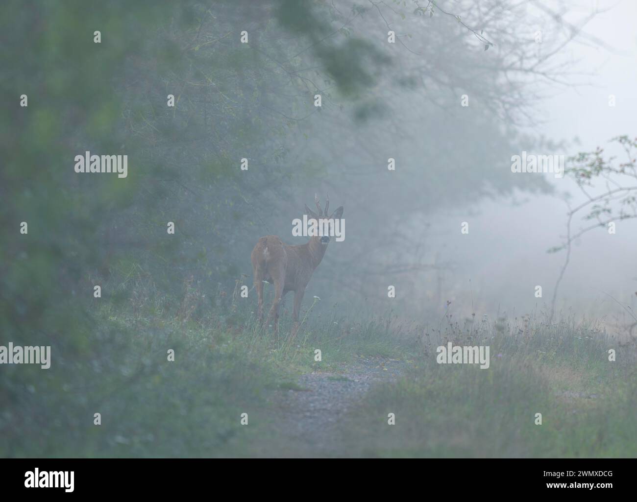 European roe deer (Capreolus capreolus), roebuck standing at a forest ...