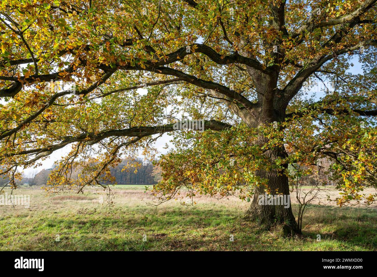 English oak (Quercus robur), autumn colours, Lower Saxony, Germany ...
