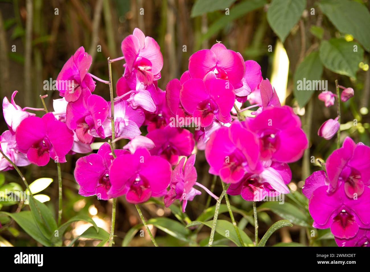 Orchid fine art hi-res stock photography and images - Alamy