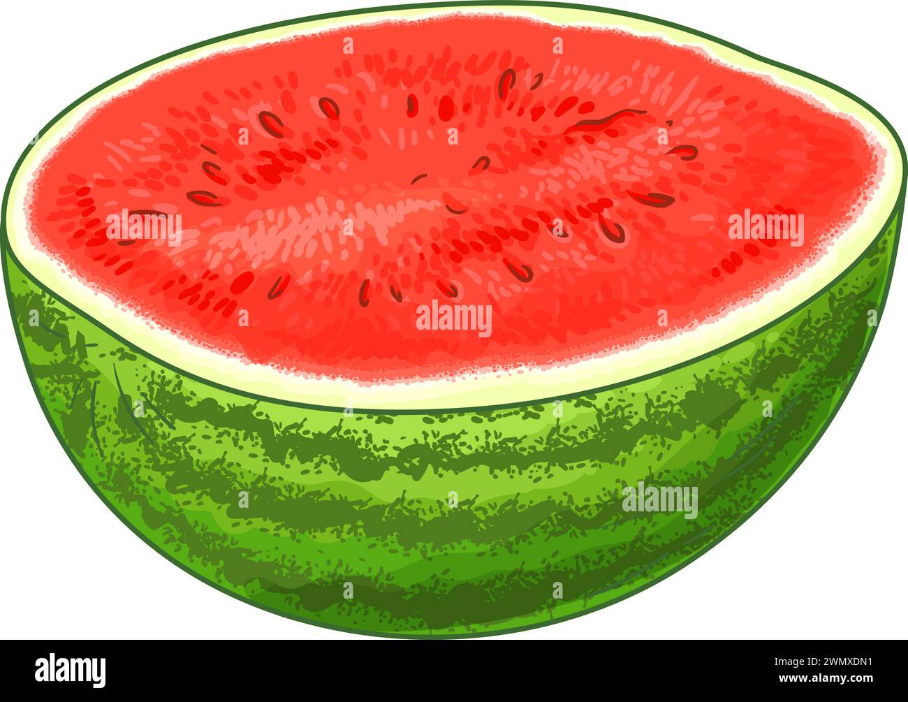 Watermelon Fruit Colored Detailed Illustration Stock Vector Image & Art ...