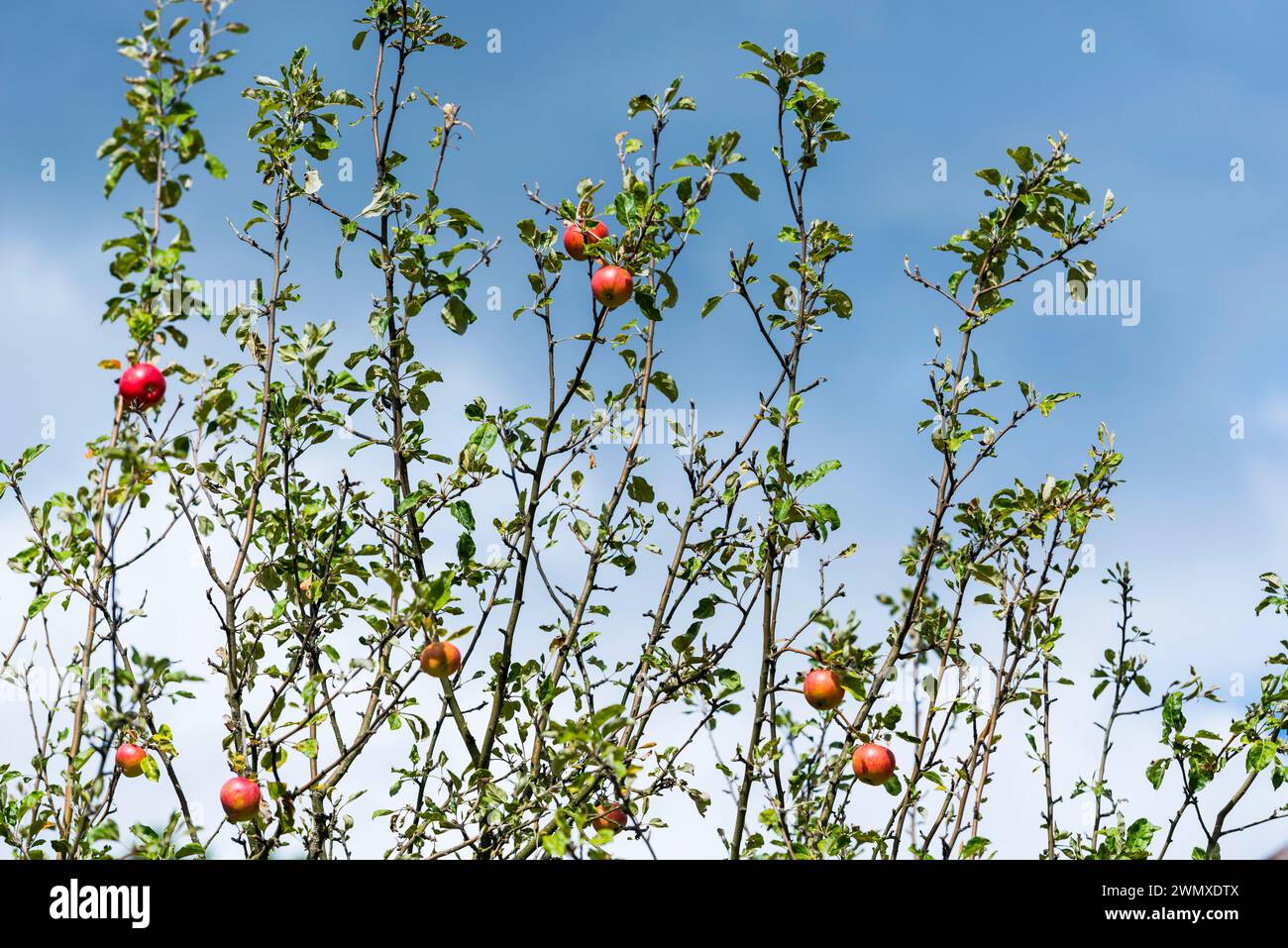Apple tree with red apples, ripe, harvest, fruit tree, fruit, fruit ...