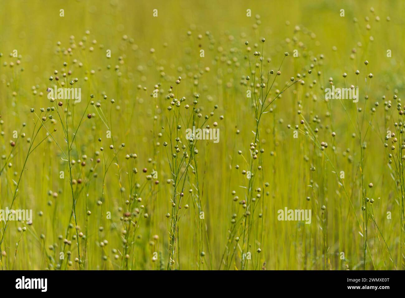 Linen as meadow planting, renewable raw materials, traditional, arable ...