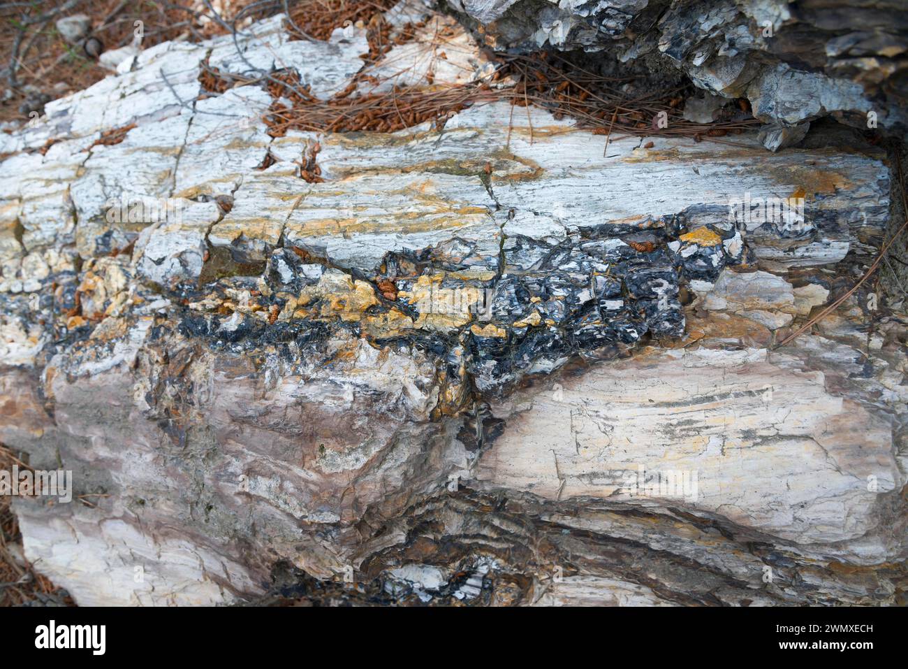 Woodstone with layered minerals and recognisable tree structure ...