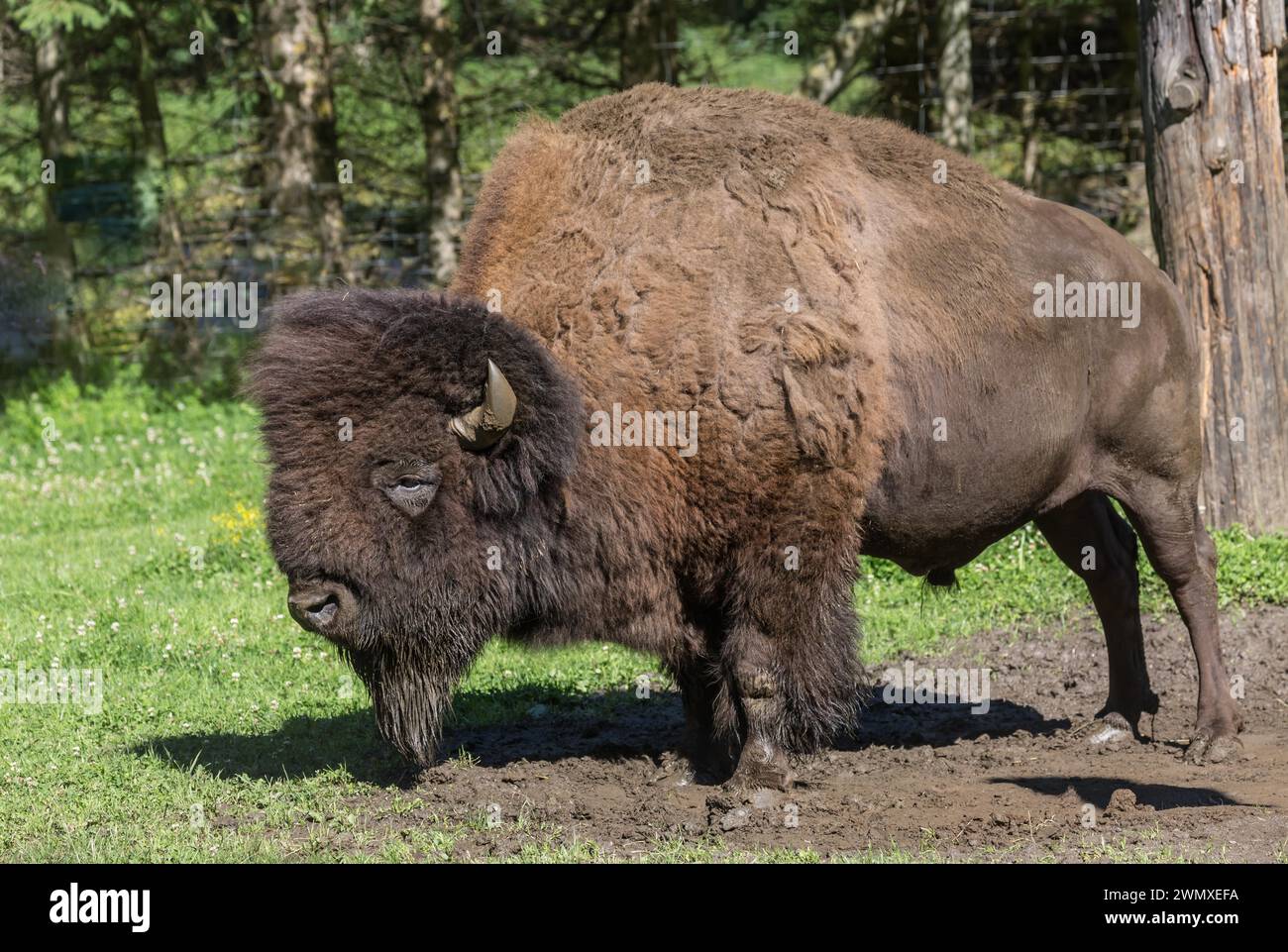 American bison (Bison antiquus) dozing in a standing position Stock ...