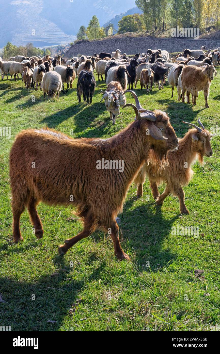 Herd of sheep and goats, Anatolia, Turkey Stock Photo - Alamy