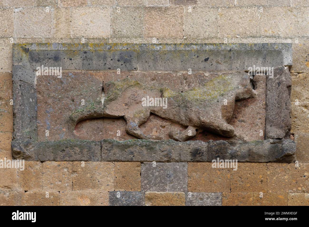 Anatolian lion hi-res stock photography and images - Alamy