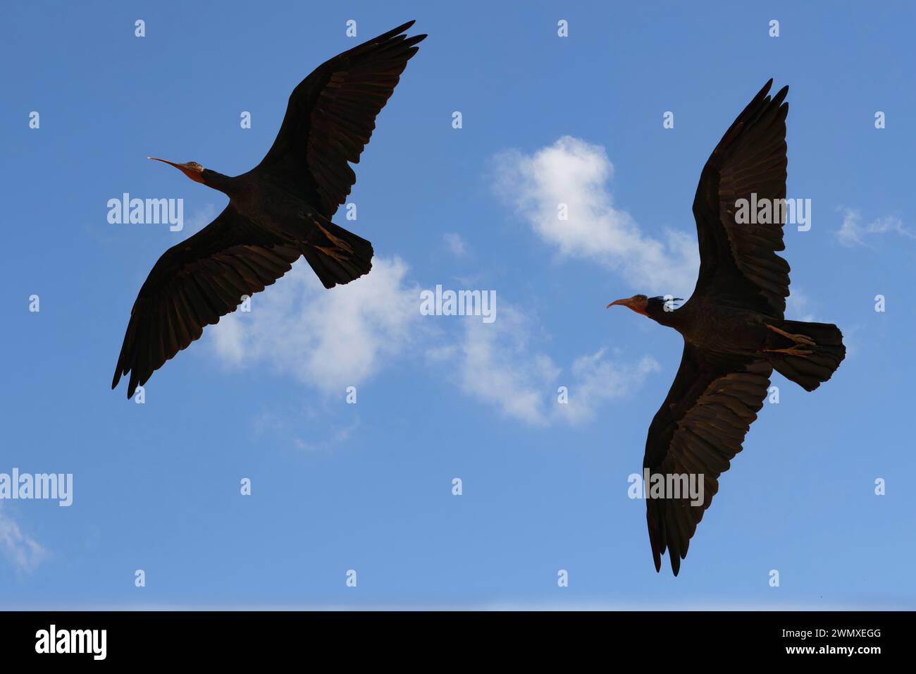 Asian ibis hi-res stock photography and images - Alamy