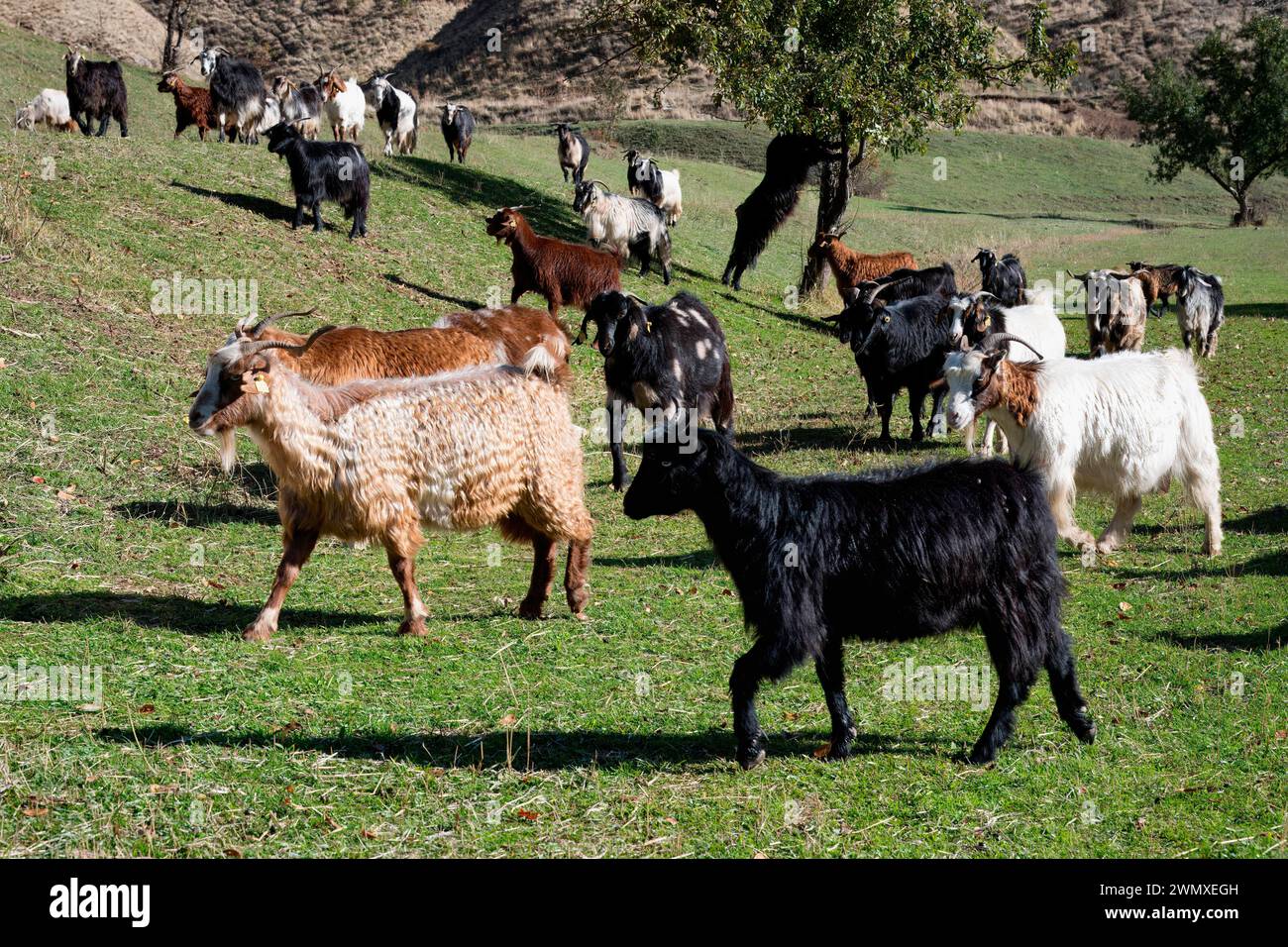 Anatolian goat hi-res stock photography and images - Alamy