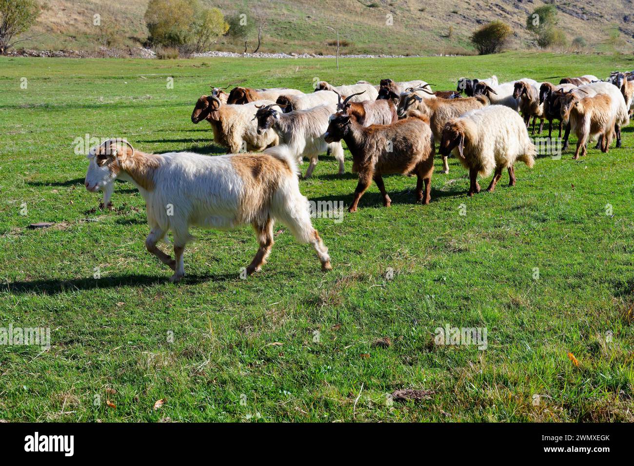 Anatolian goat hi-res stock photography and images - Alamy