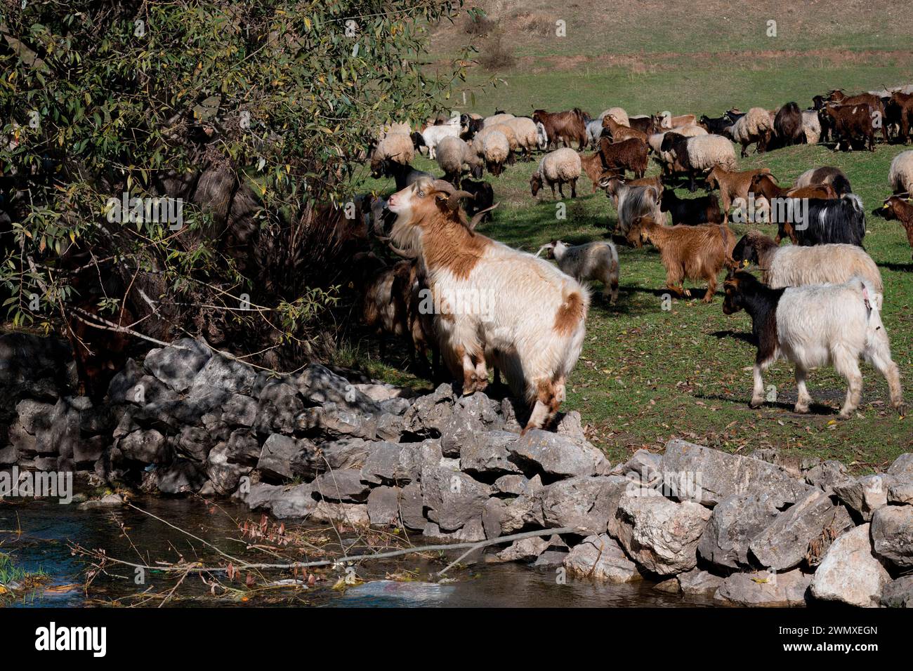 Anatolian goats hi-res stock photography and images - Alamy