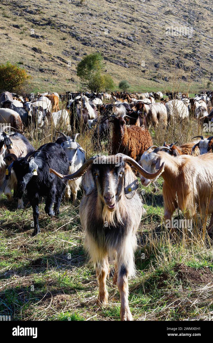 Anatolian goats hi-res stock photography and images - Alamy