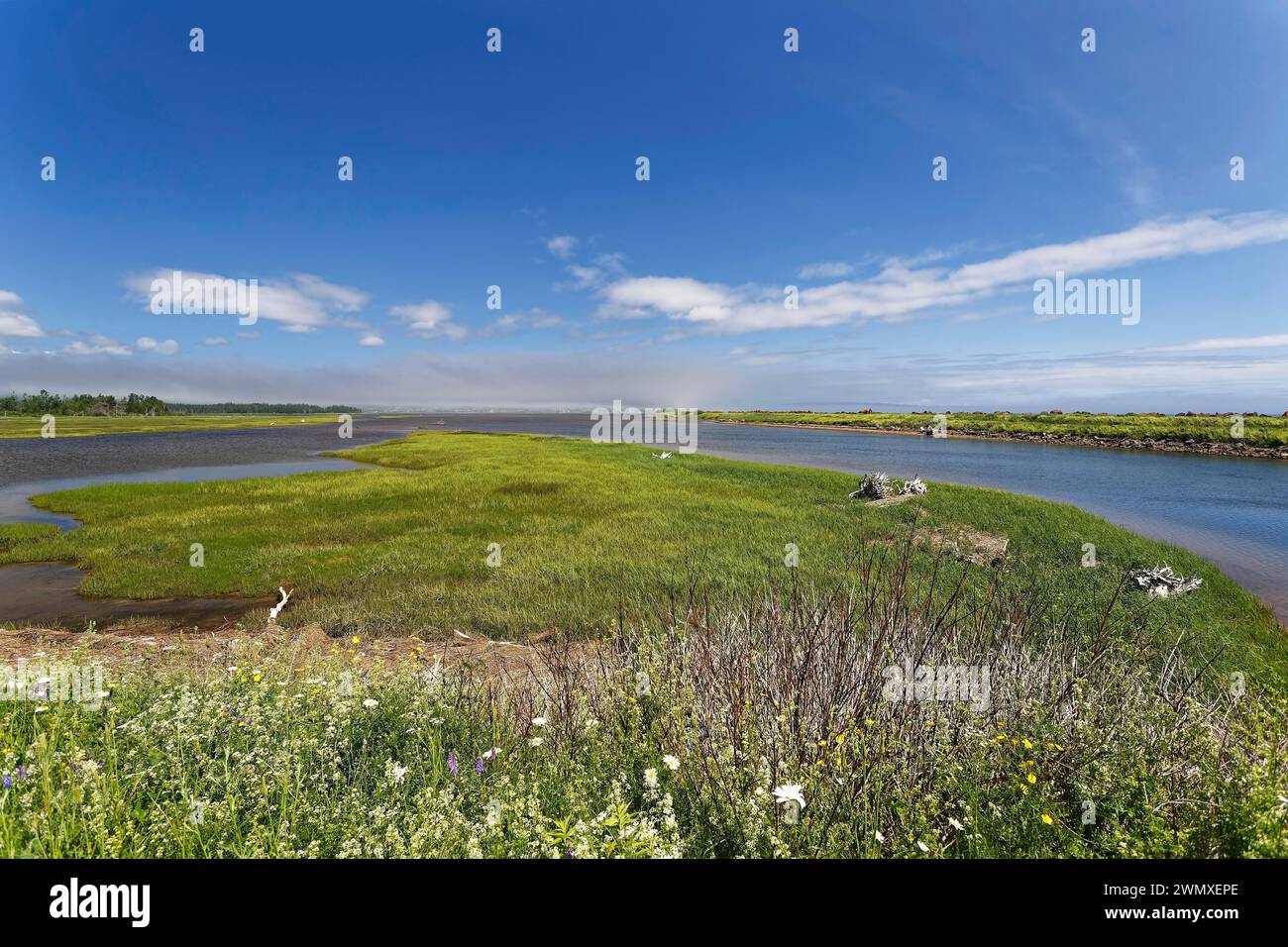 Nature, lagon, wetland ecosystem, conservation area, Gaspesie, Province ...