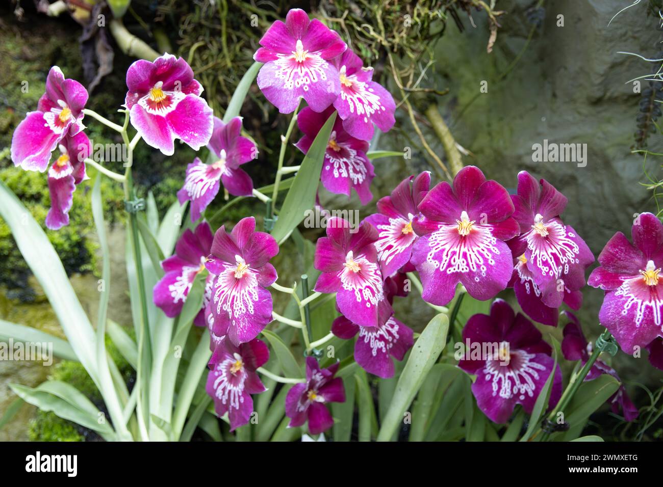 Orchid botanical photography hi-res stock photography and images - Alamy