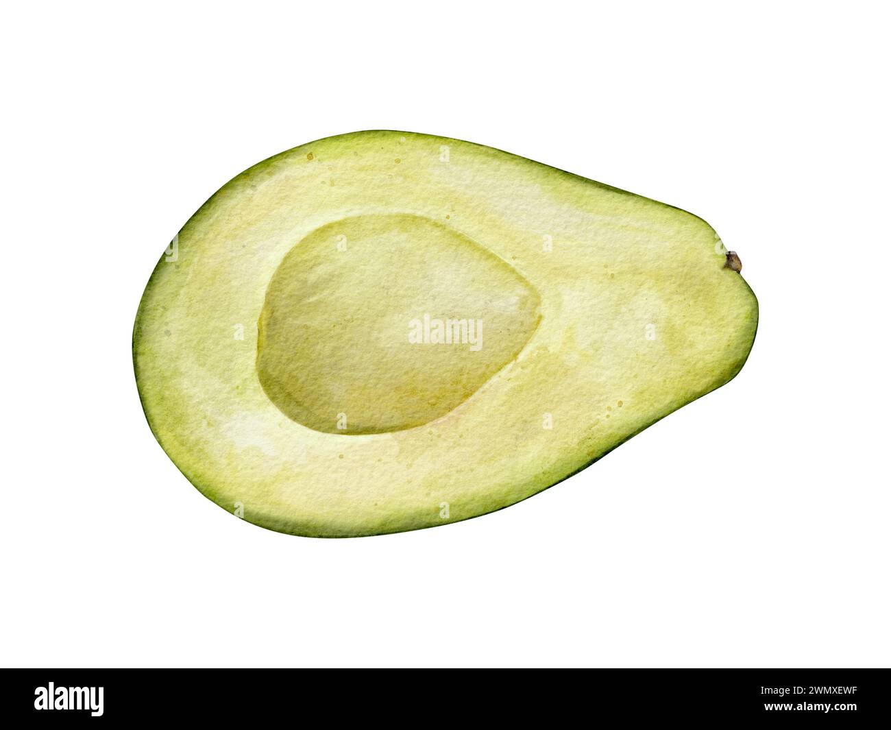 Half Avocado Watercolor illustration. Hand drawn clipart on isolated ...
