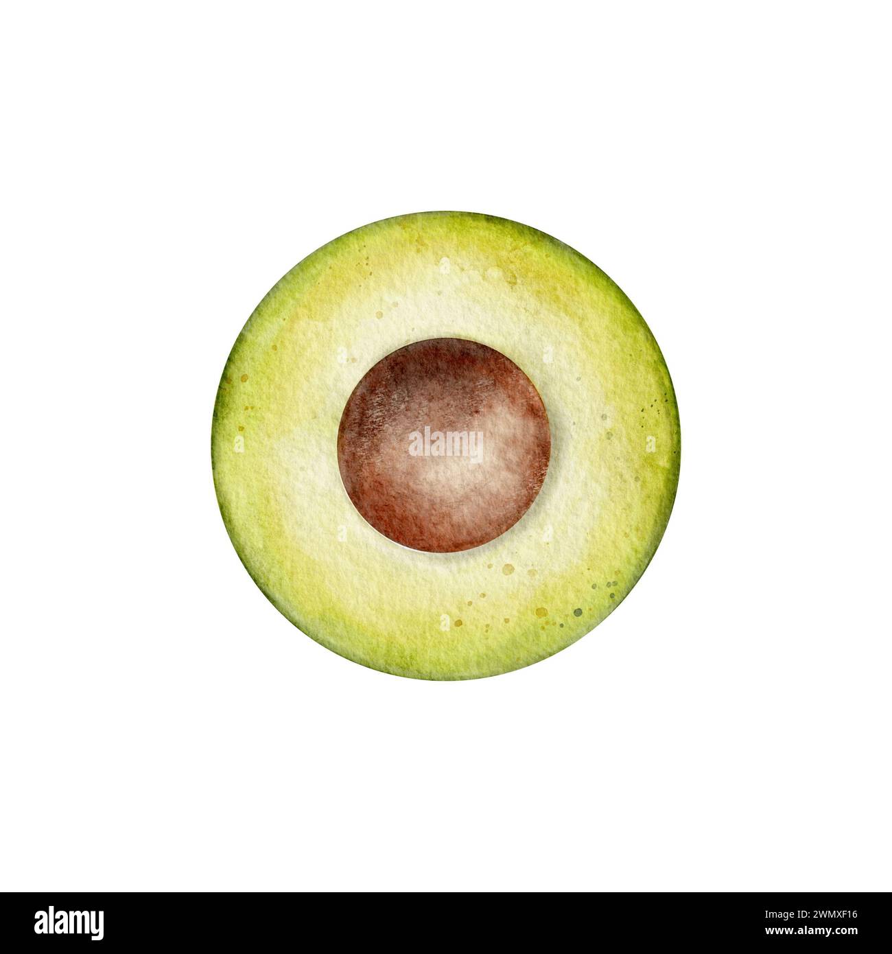 Half Avocado Watercolor illustration. Hand drawn clipart on isolated ...