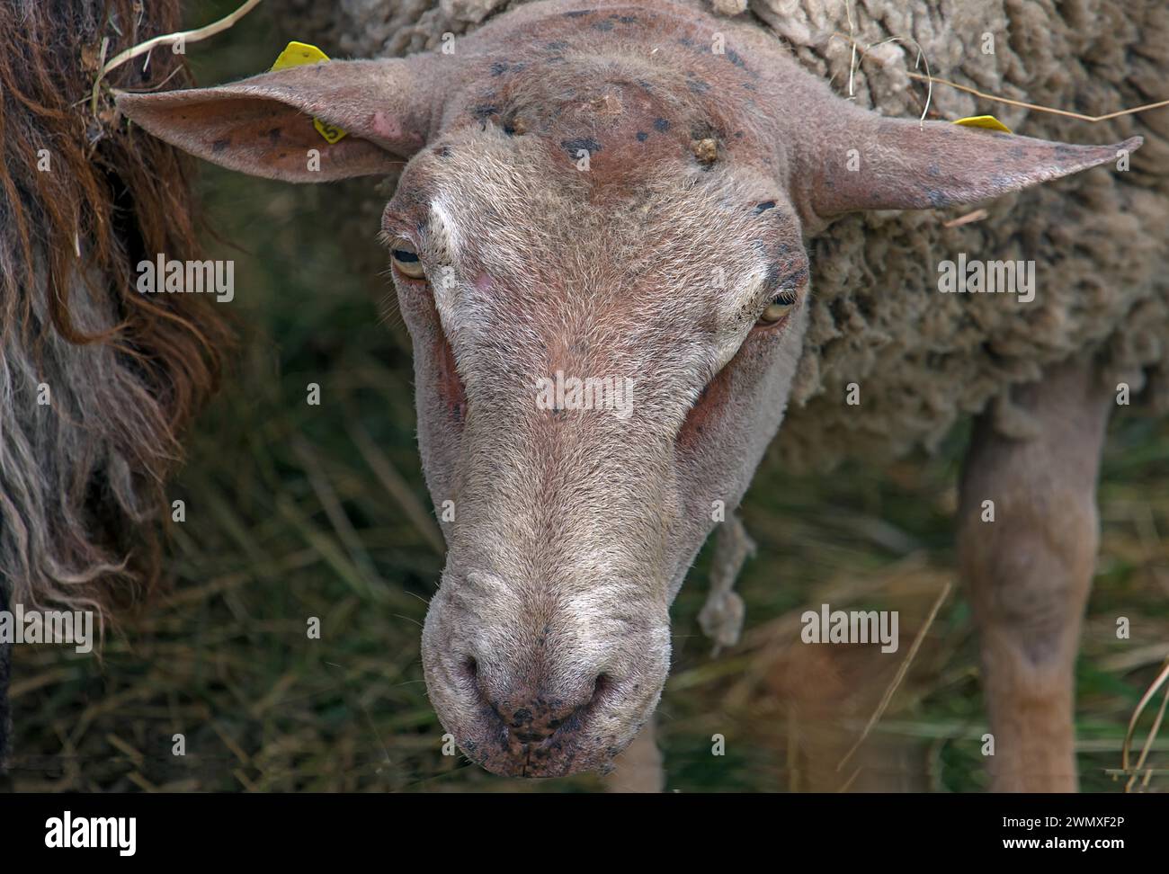 Male sheep hi-res stock photography and images - Alamy