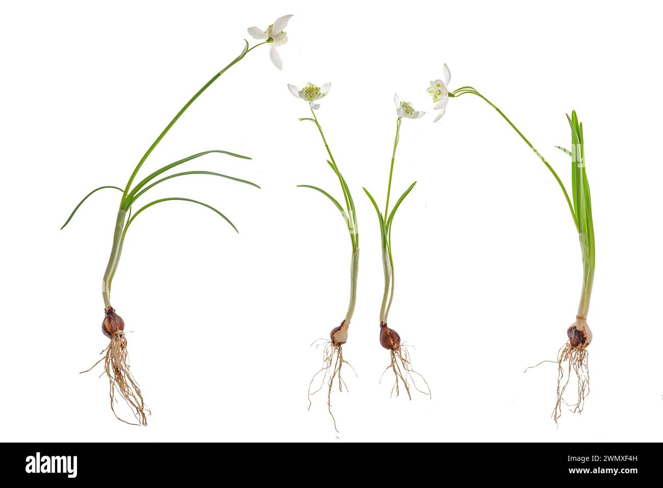 Double snowdrops Cut Out Stock Images & Pictures - Alamy