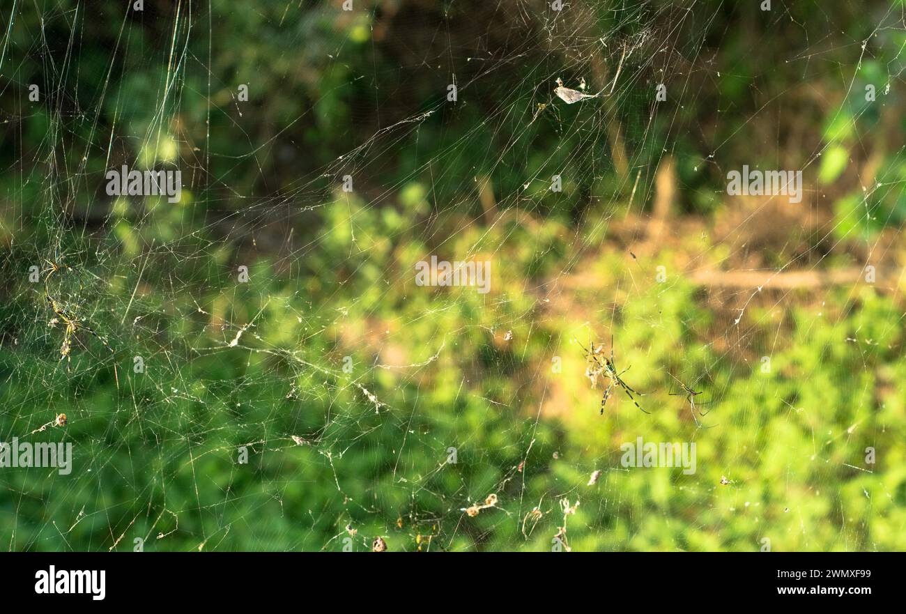 Sunlight highlighting the delicate strands of a spider web with dew, in ...