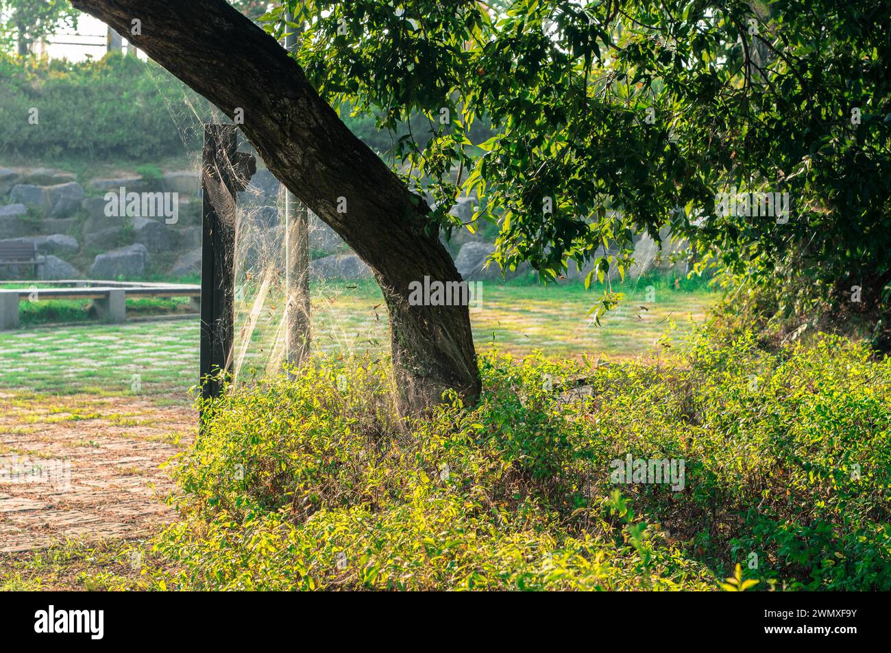 Tree spiders hi-res stock photography and images - Alamy