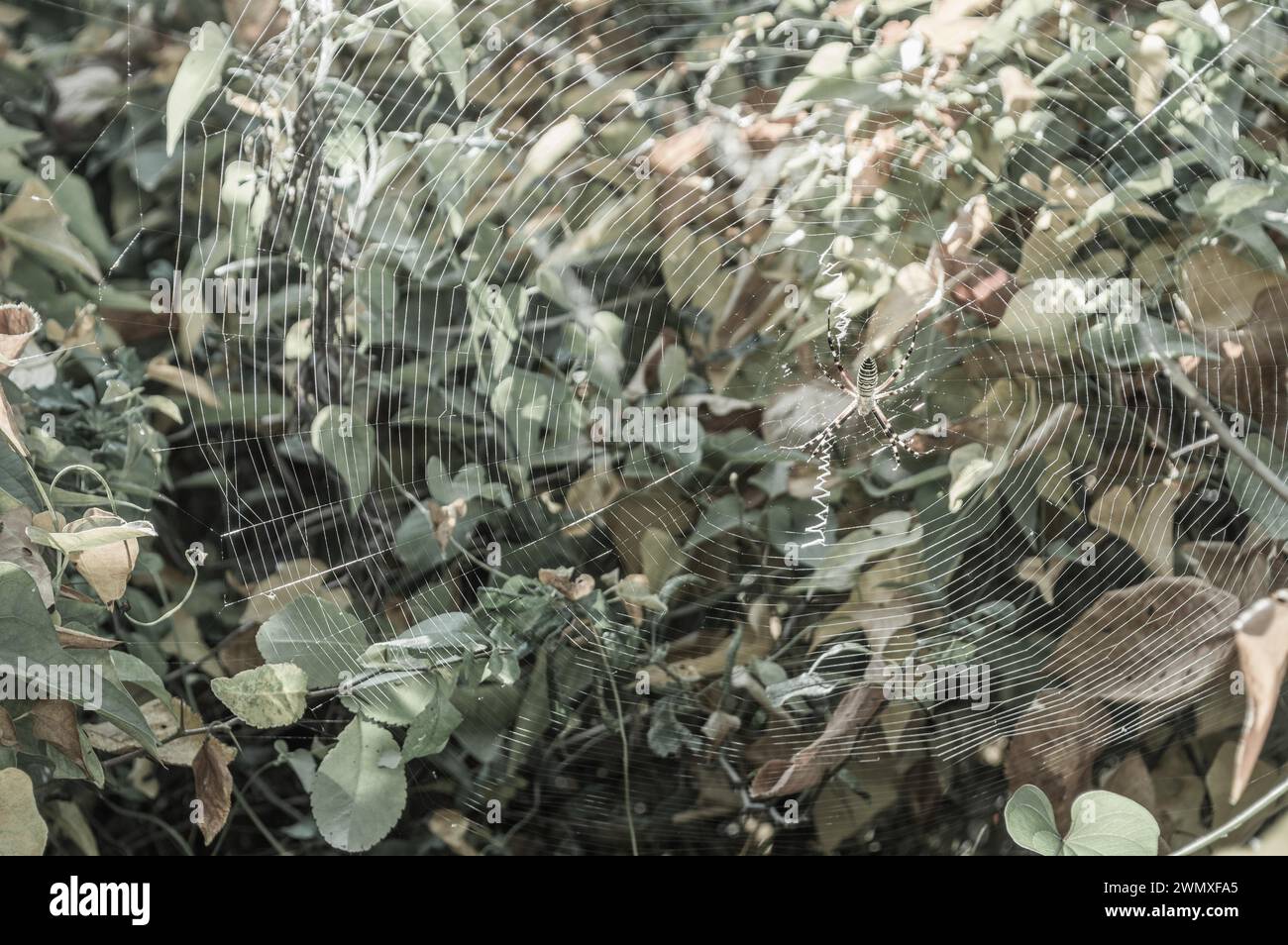 Close-up of a spider web among leaves in a forest setting, in South ...