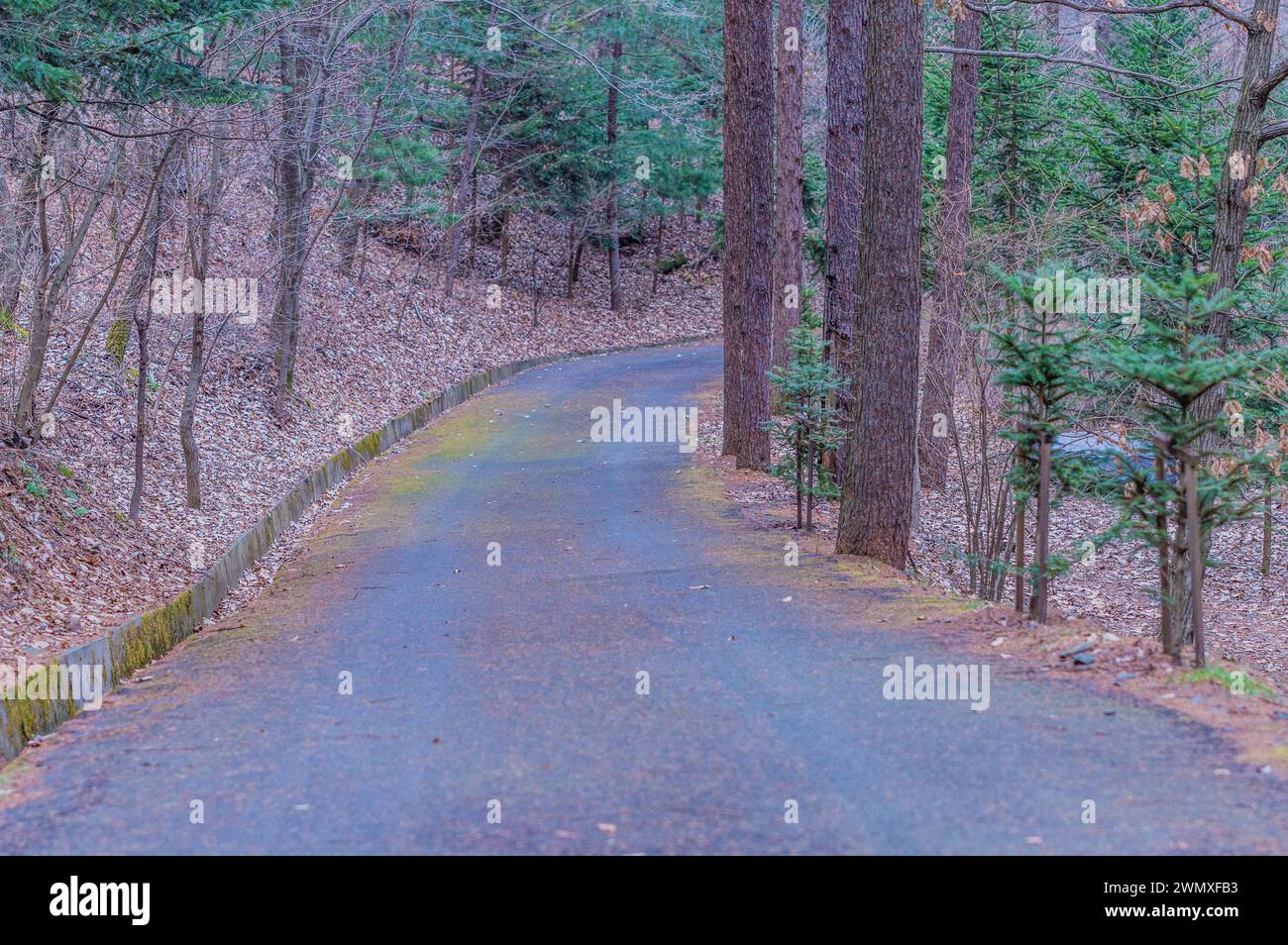 A gentle curve in a secluded forest pathway lined with trees, In South ...