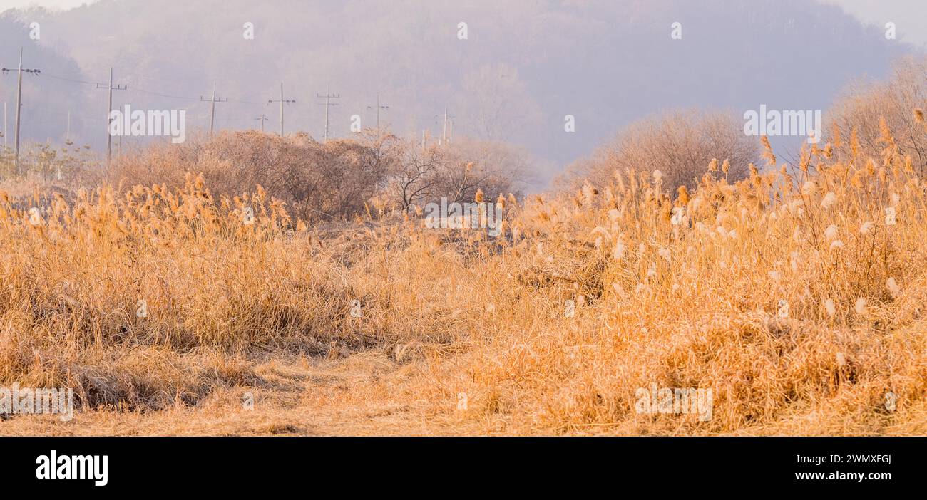 Vast reed field illuminated by golden sunlight with rows of telegraph ...