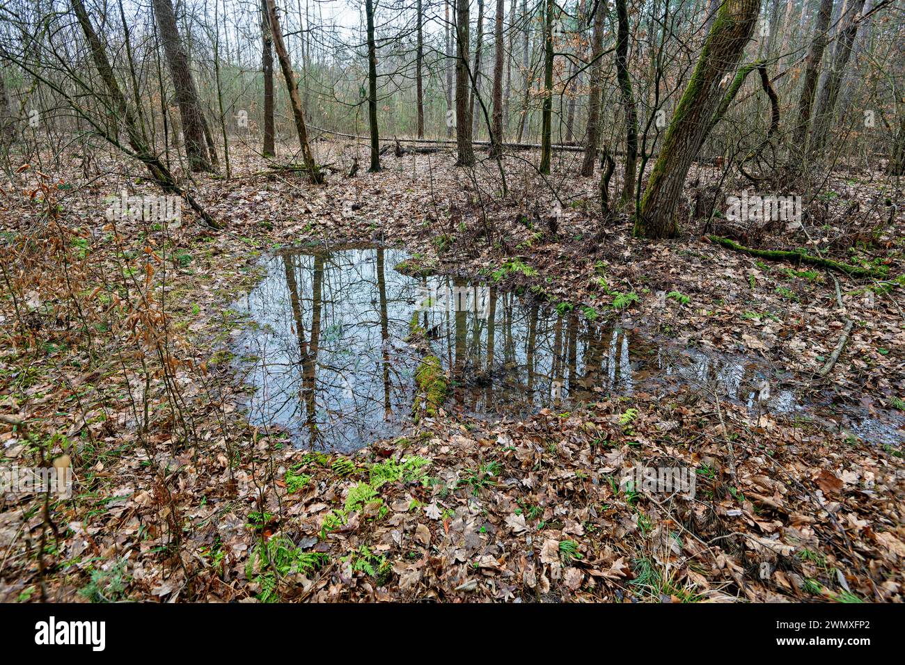 Plant rain puddle hi-res stock photography and images - Alamy