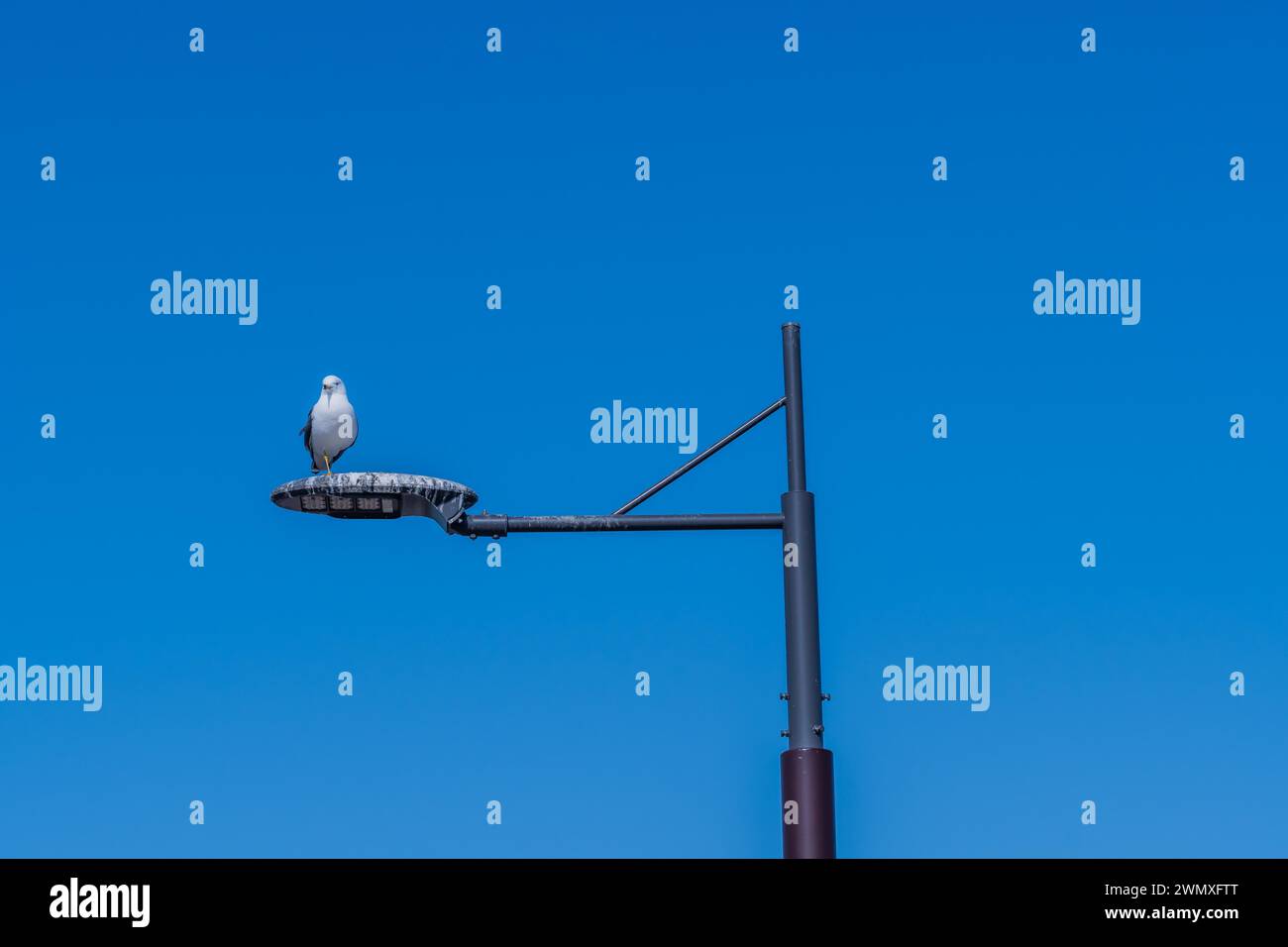 Single seagull perched on top of street light covered with bird ...