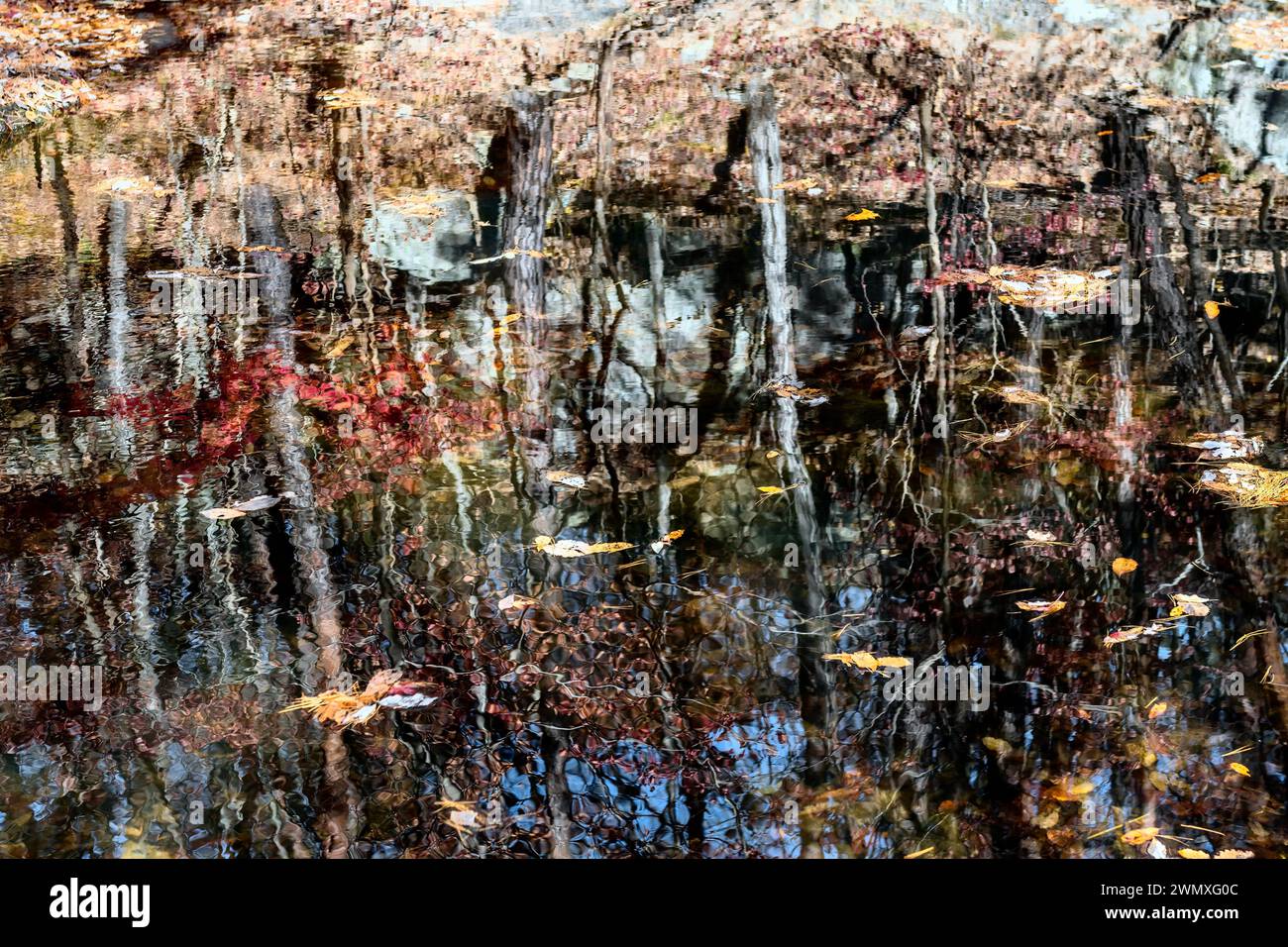 Reflection of trees in shallow pool of water in wilderness, in South ...