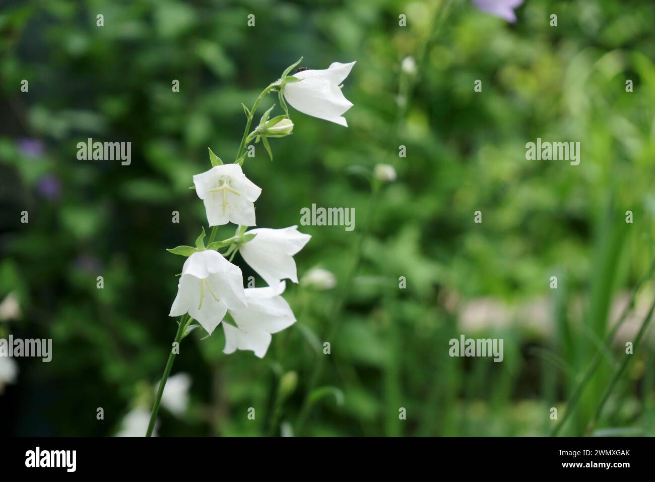 A white bellflower in full bloom with a blurred green background ...