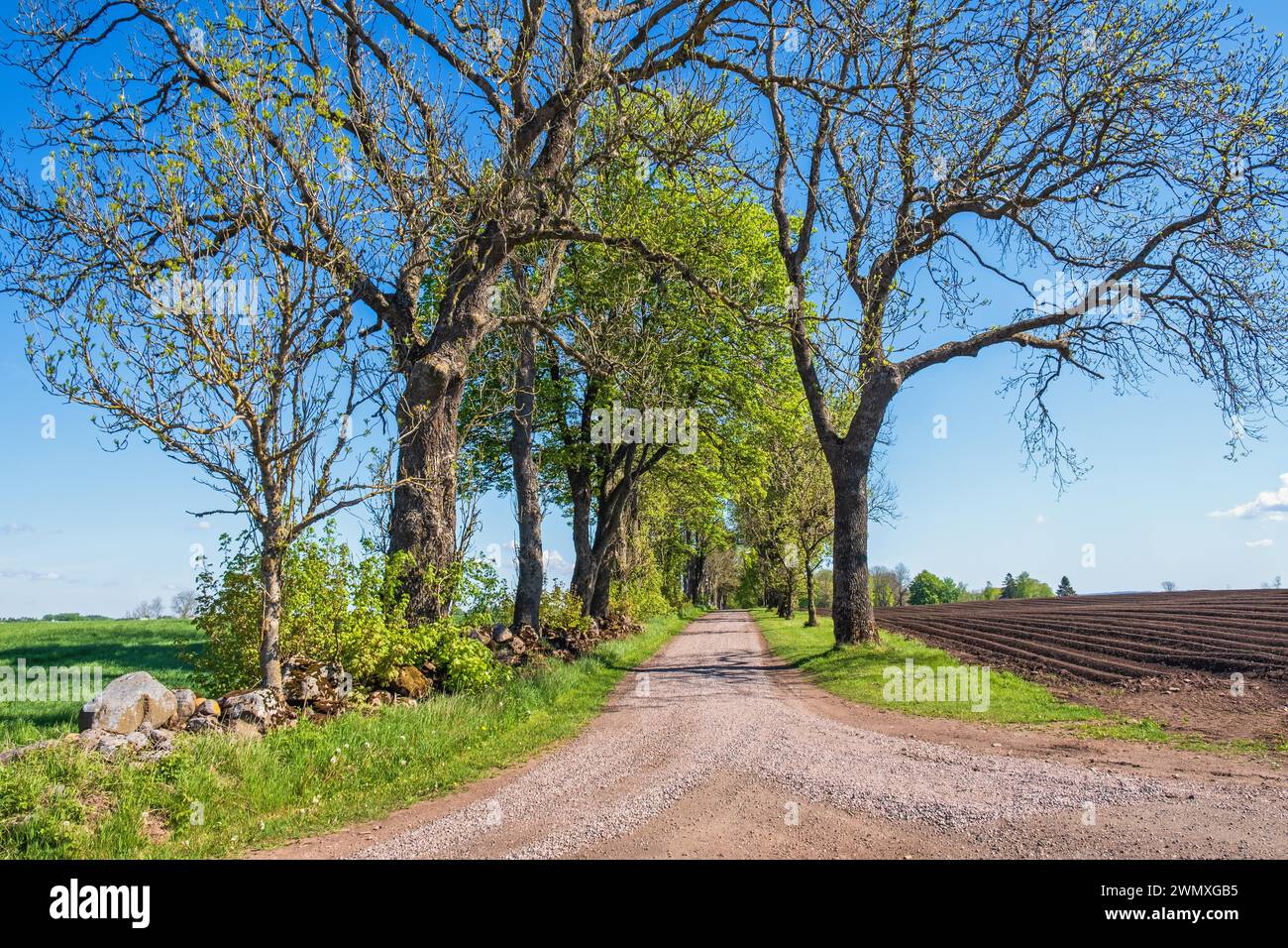 Tree Lined gravel road in the countryside with lush green trees Stock ...