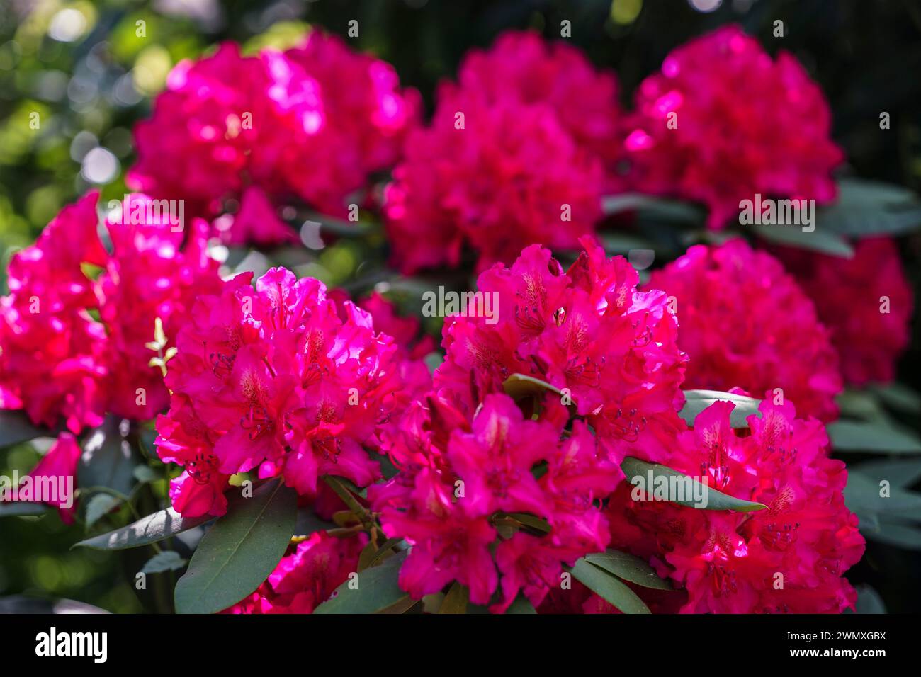 Bright pink rhododendron flowers with green leaves in the sunlight ...