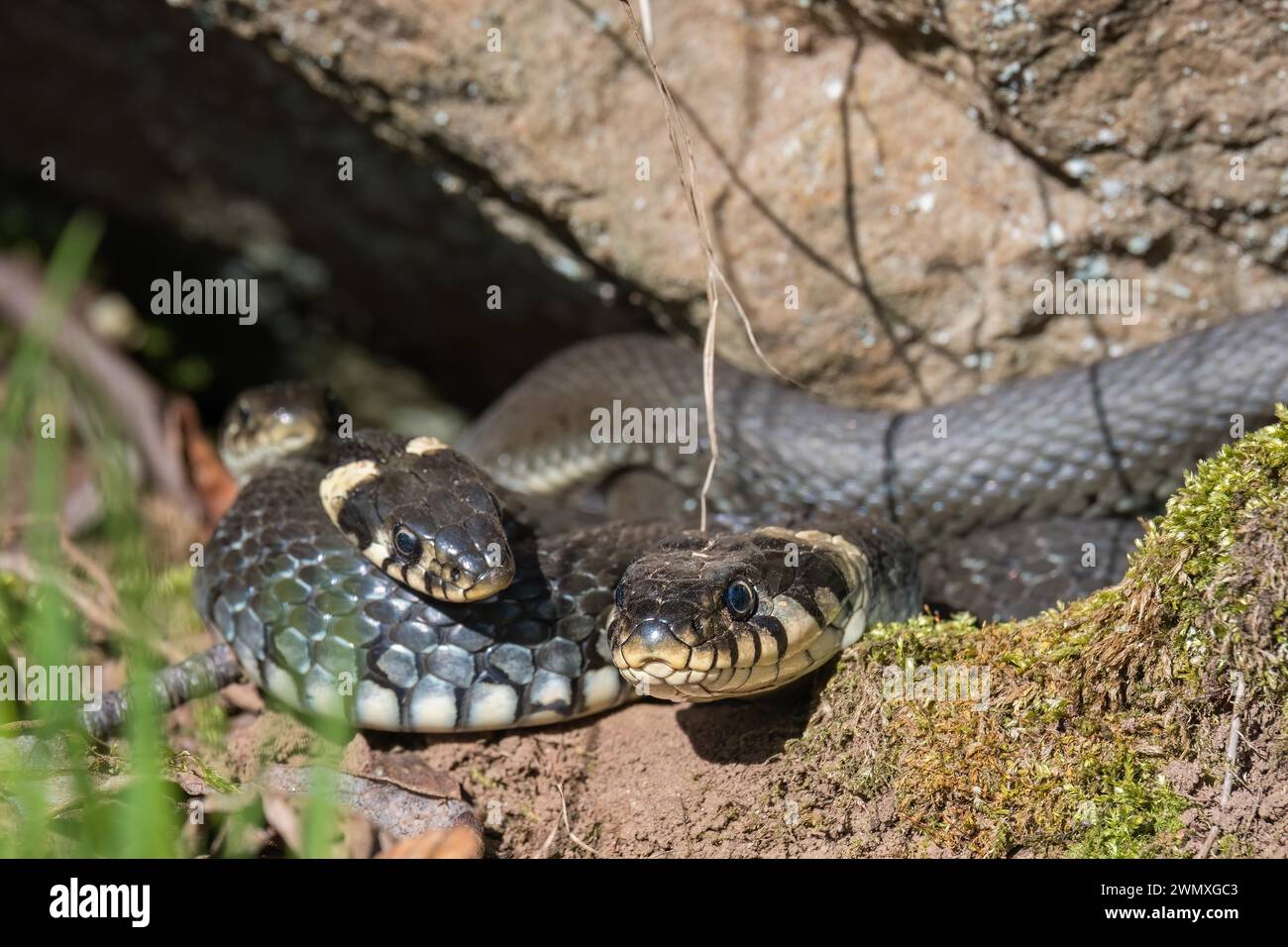 Group of Grass snakes (Natrix natrix) basking in the sun by a rock at ...