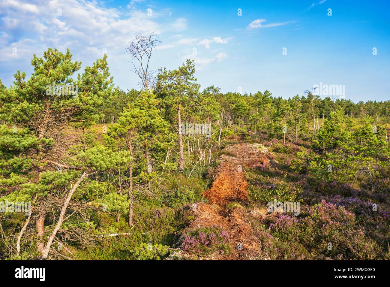 Peat bog landscape with pine trees and flowering heather (Calluna ...
