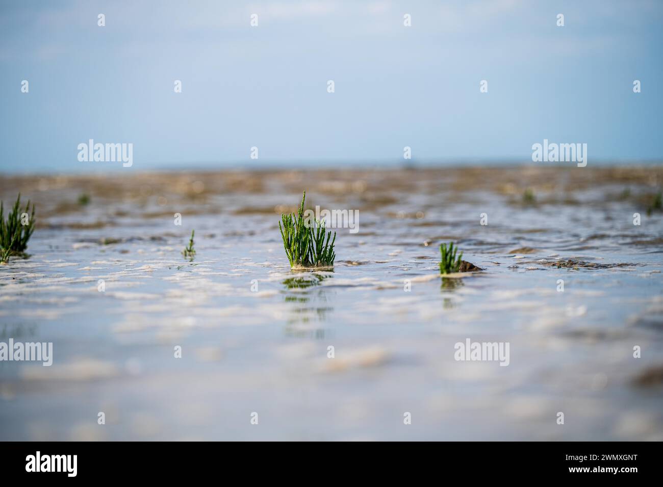 Plant protruding from the mudflats under a wide blue sky, Queller ...