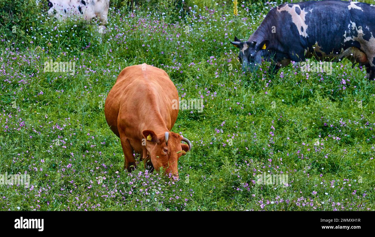 Two cows grazing on a flowering meadow, farm animals, Mani Peninsula ...