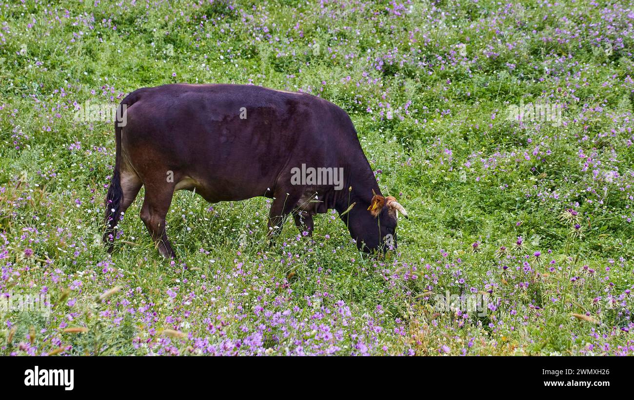 Feeding cow greece hi-res stock photography and images - Alamy
