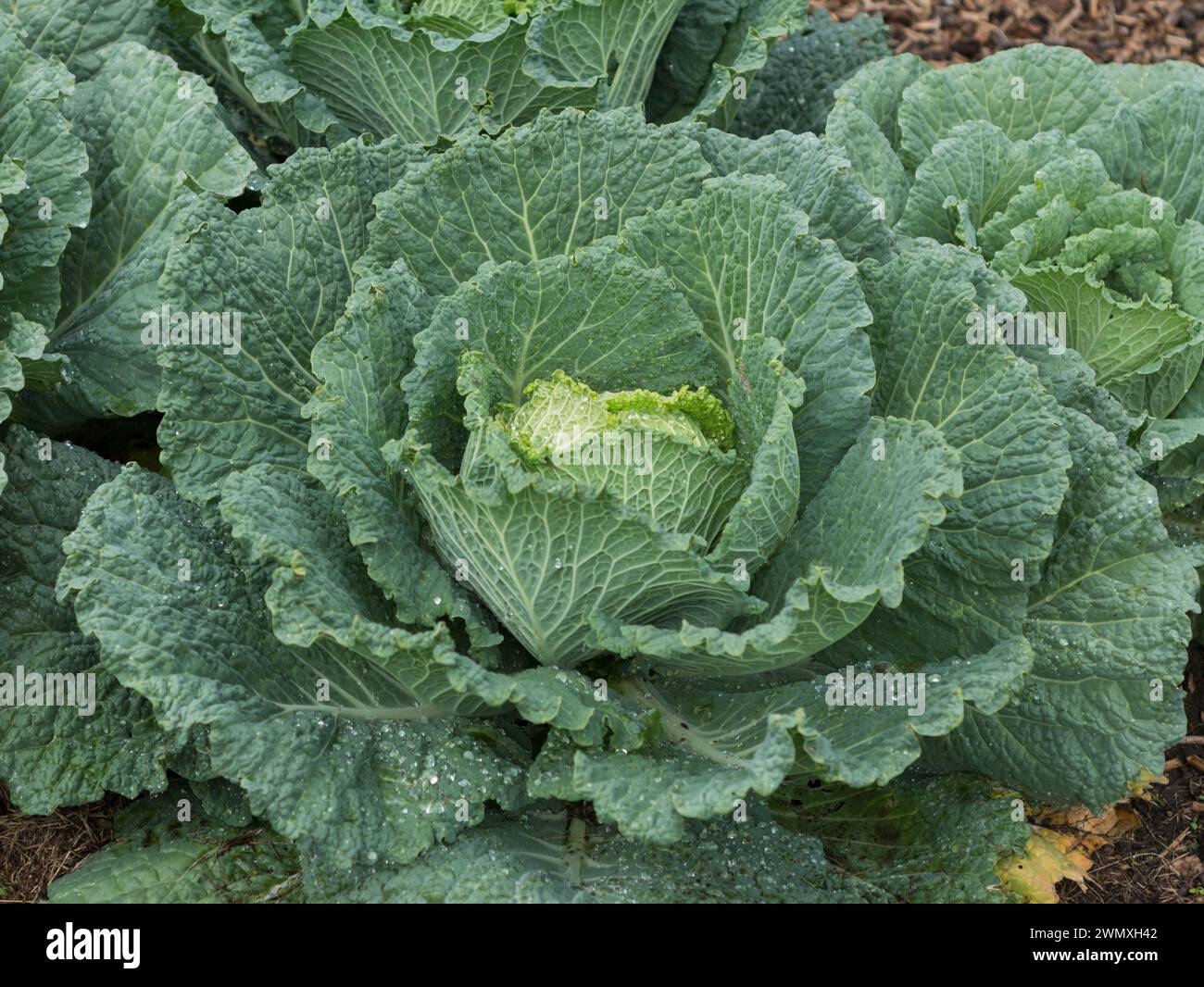 Viridia hi-res stock photography and images - Alamy