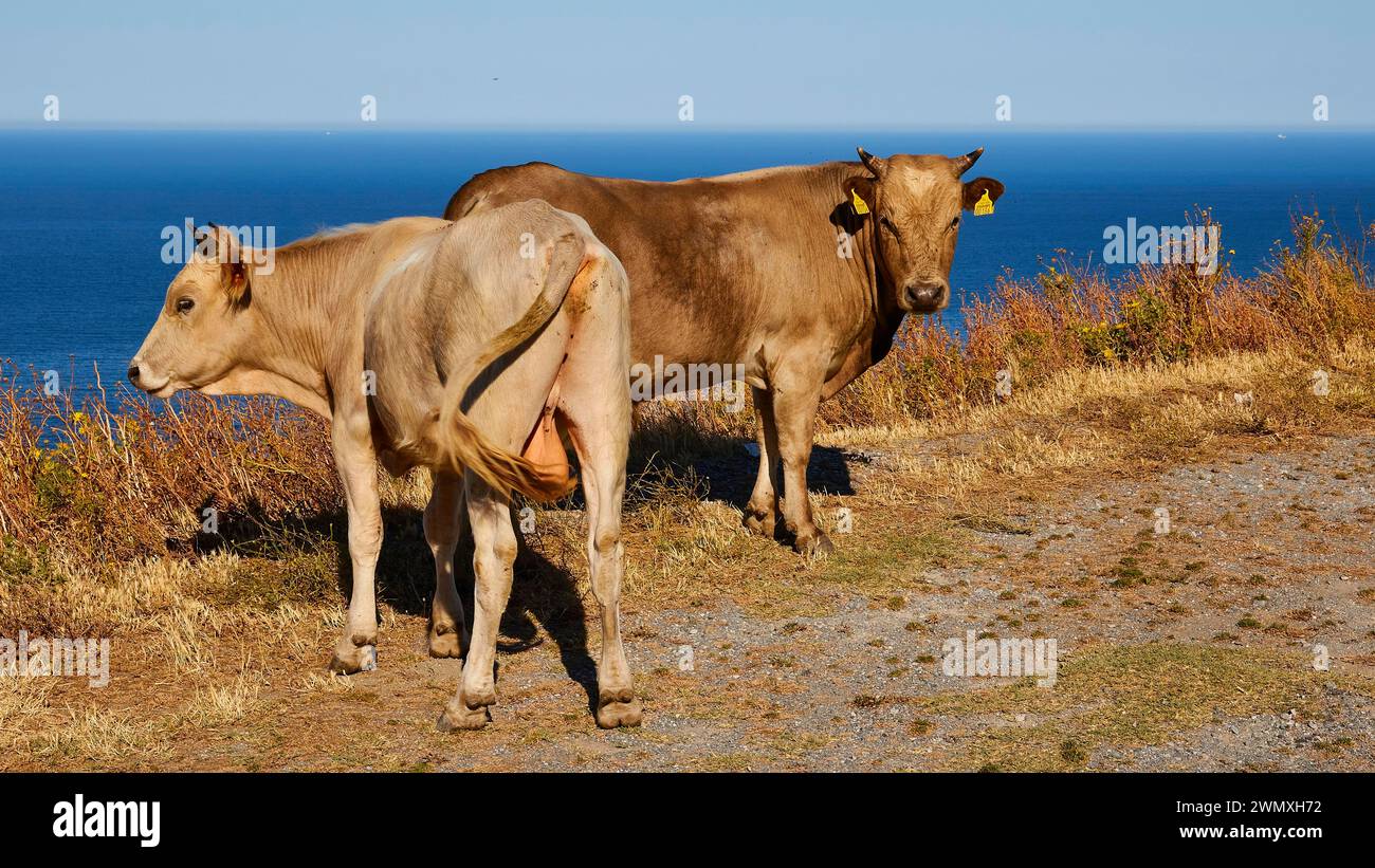 Two cows standing on a cliff overlooking the ocean, farm animals, Mani ...