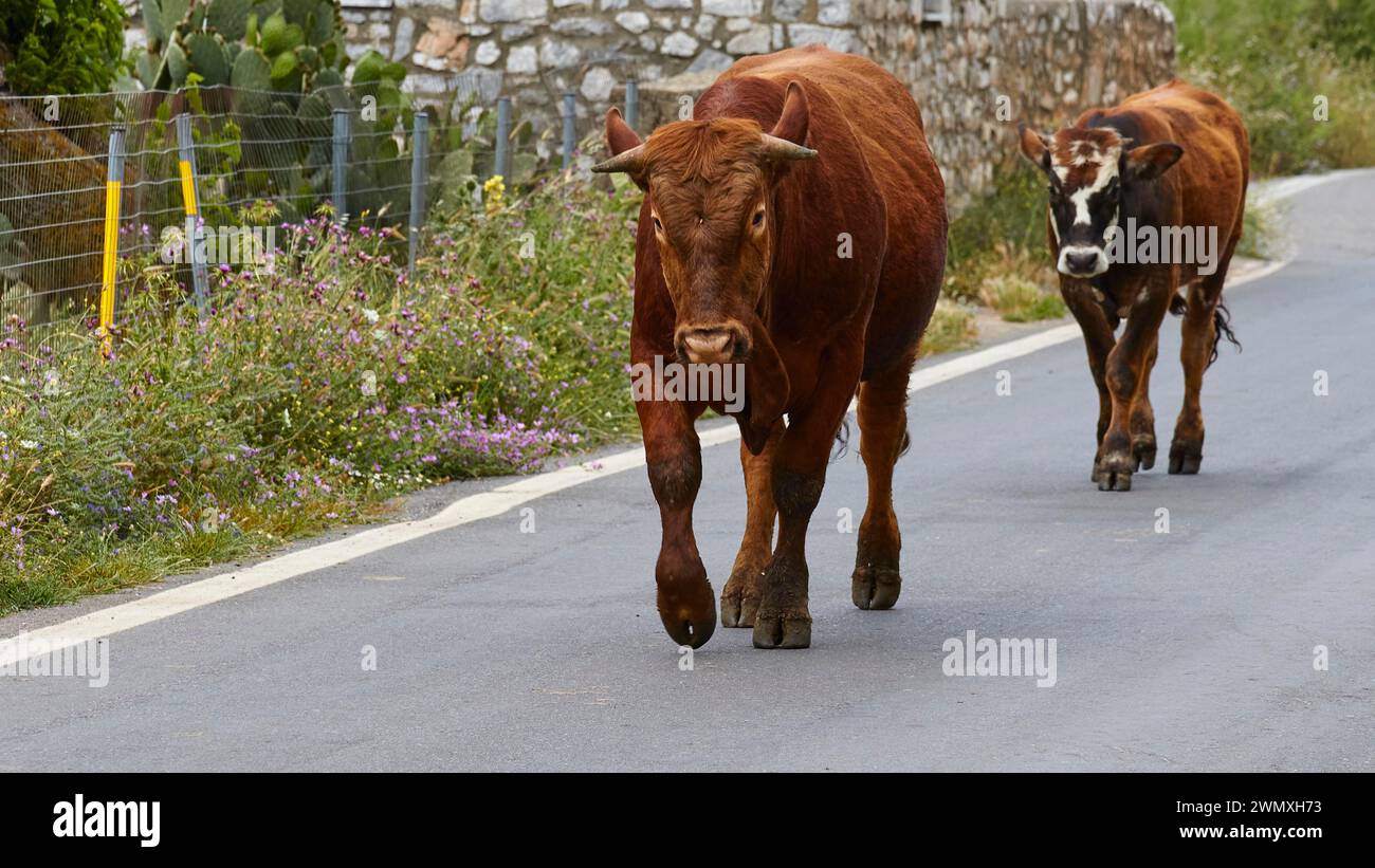 Cow calf walking on hi-res stock photography and images - Alamy